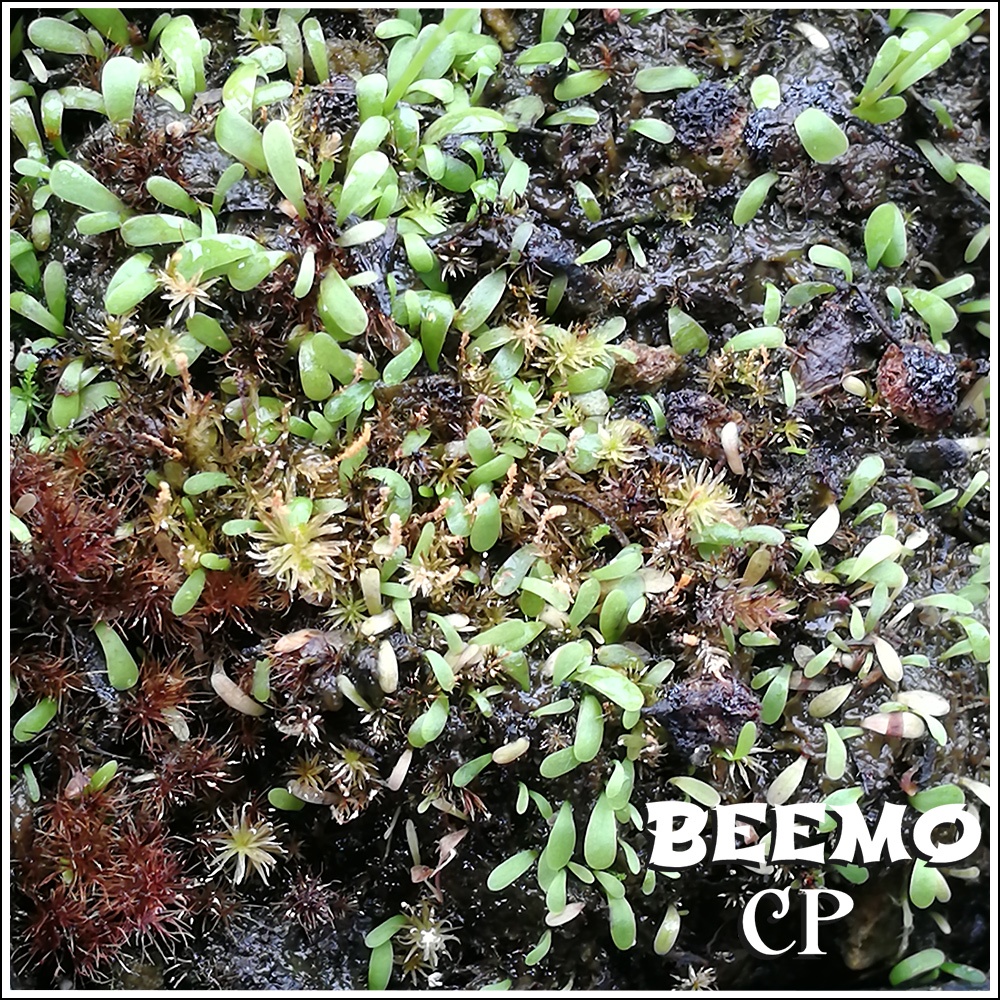 Utricularia Livida- Carnivorous Plant | Shopee Malaysia