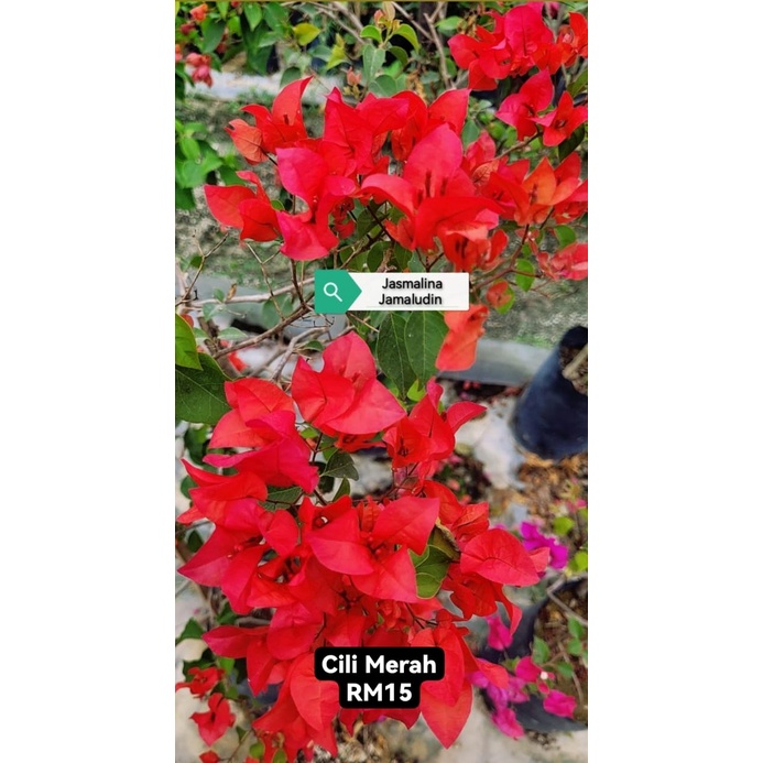 Bunga Kertas Bougainvillea Cili Merah | Shopee Malaysia