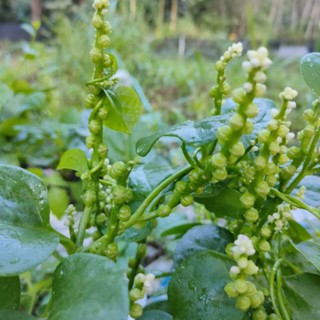 Benih Bayam Malabar Hijau / Pucuk Mayong / Remayung / Sayur Raja ...