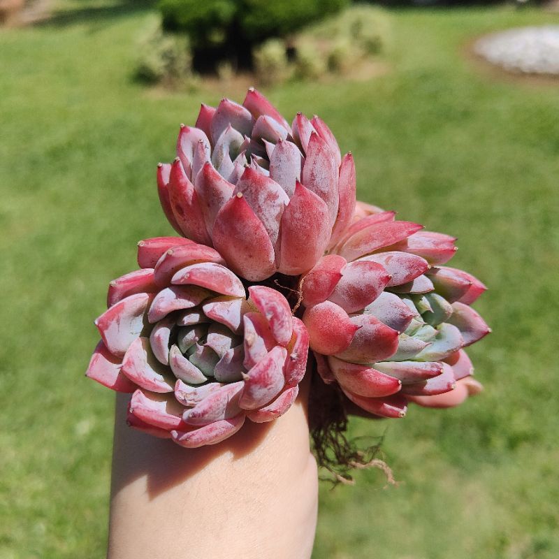 Succulent 多肉 - Echeveria Blue Whale 蓝鲸 （4cm+-) | Shopee Malaysia