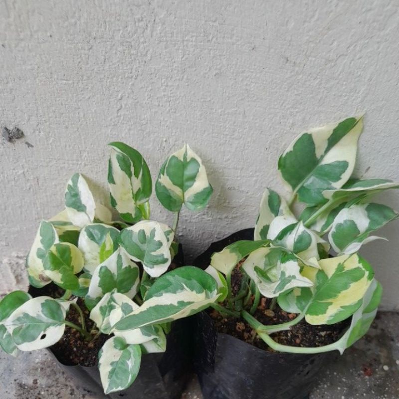 Pokok njoy photos plant | Shopee Malaysia