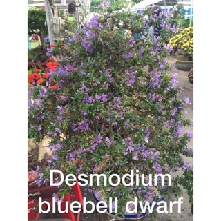 Pokok Bonsai super dwarf blue bell purple color pokok bunga hiasan ...