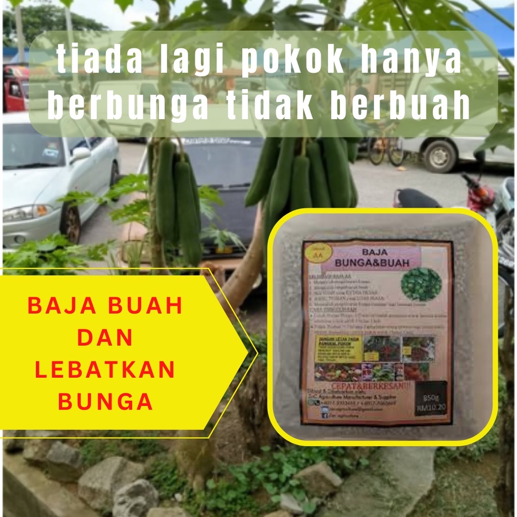 Baja Buah dan Lebat kan Bunga -Gred AA-850g-Membantu Cepatkan Pokok ...
