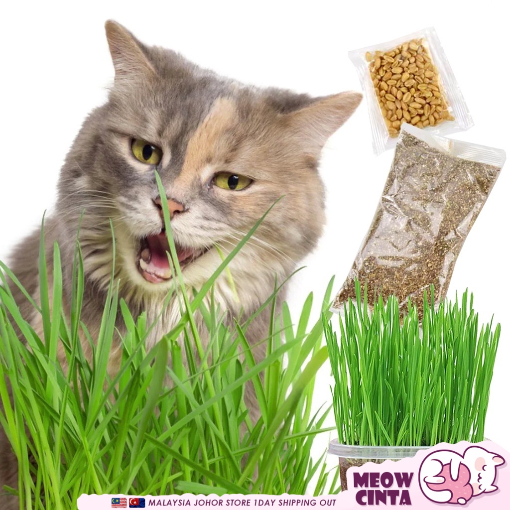 MeowCinta Set Rumput Kucing Secawan Biji Kucing Makanan Kucing Cecair ...