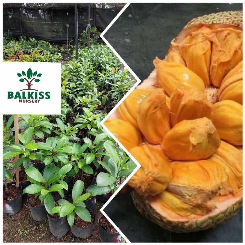 Anak Pokok Cempedak Penang King Hybrid | Shopee Malaysia