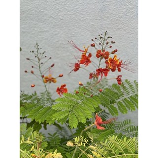 Anak Pokok Semarak Api (Merah) / Pokok Bunga Merak | Shopee Malaysia