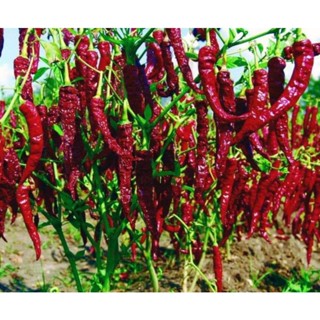 Cili kering Byadgi 668 4 KG | Shopee Malaysia