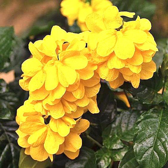 Crossandra Tropic Yellow Splash real live outdoor plant 鸟尾花 anak pokok ...