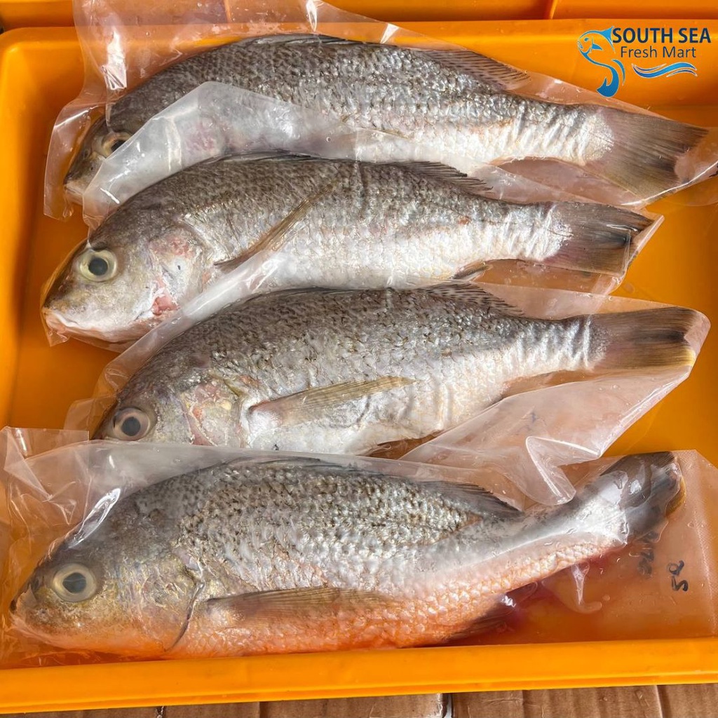 Local Wild-Catch White Snapper Fish | 500g - 900g | Shopee Malaysia