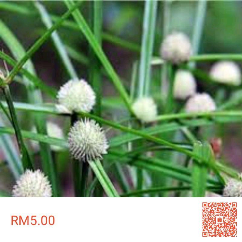 Rumput mata lalat/helicopter/rumput kucing | Shopee Malaysia