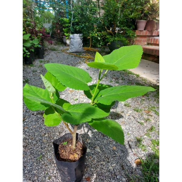 pokok tin iraqi/anak pokok tin | Shopee Malaysia