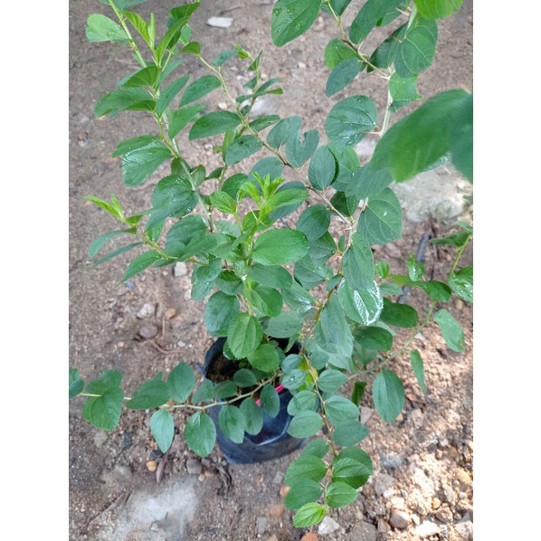 Pokok Bidara Duri I Asli Kampung I Rawatan Islam | Shopee Malaysia