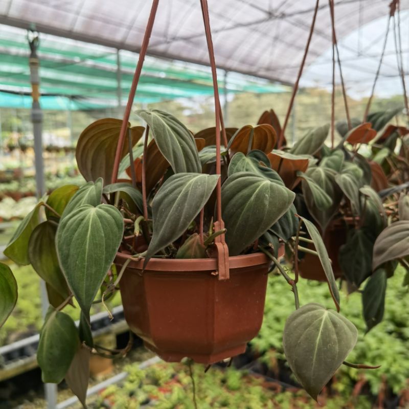 Epipremnum Aureum-Money Plant/Philodendron Brasil/Mican-N Joy-Indoor ...
