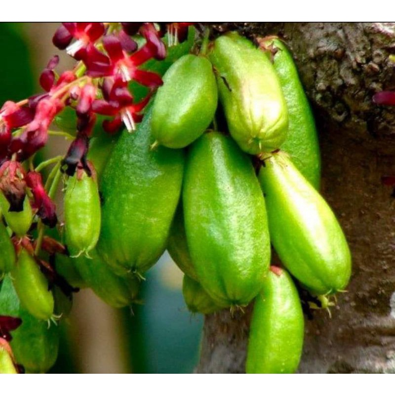 Pokok Belimbing Buluh Hybrid | Shopee Malaysia