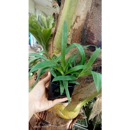 rumput beijing@ rumput siti khadijah | Shopee Malaysia