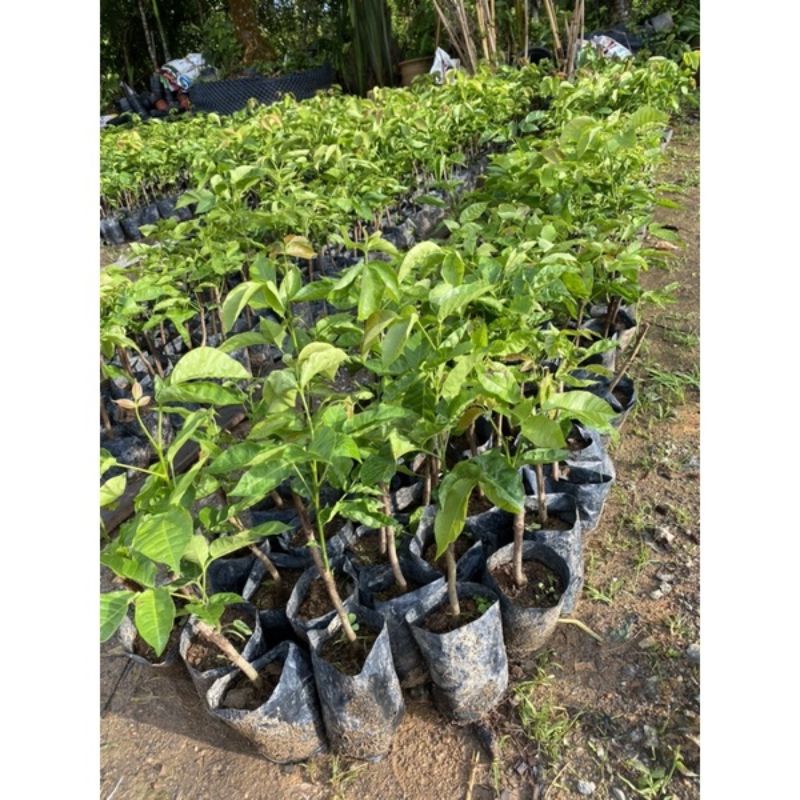 Anak pokok sentul/setoi thai hybrid kawin | Shopee Malaysia