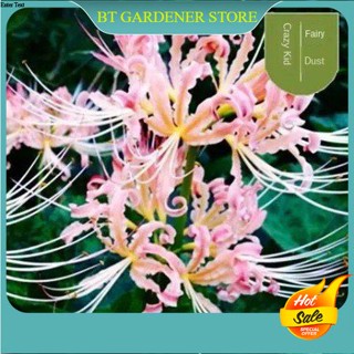 Lycoris Radiata Spider Lily Live Plant Bulb / Bebawang Pokok Bunga Lili ...