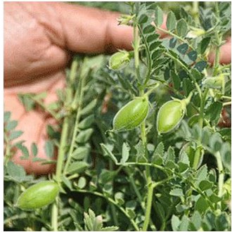 Biji benih kacang kuda | Shopee Malaysia