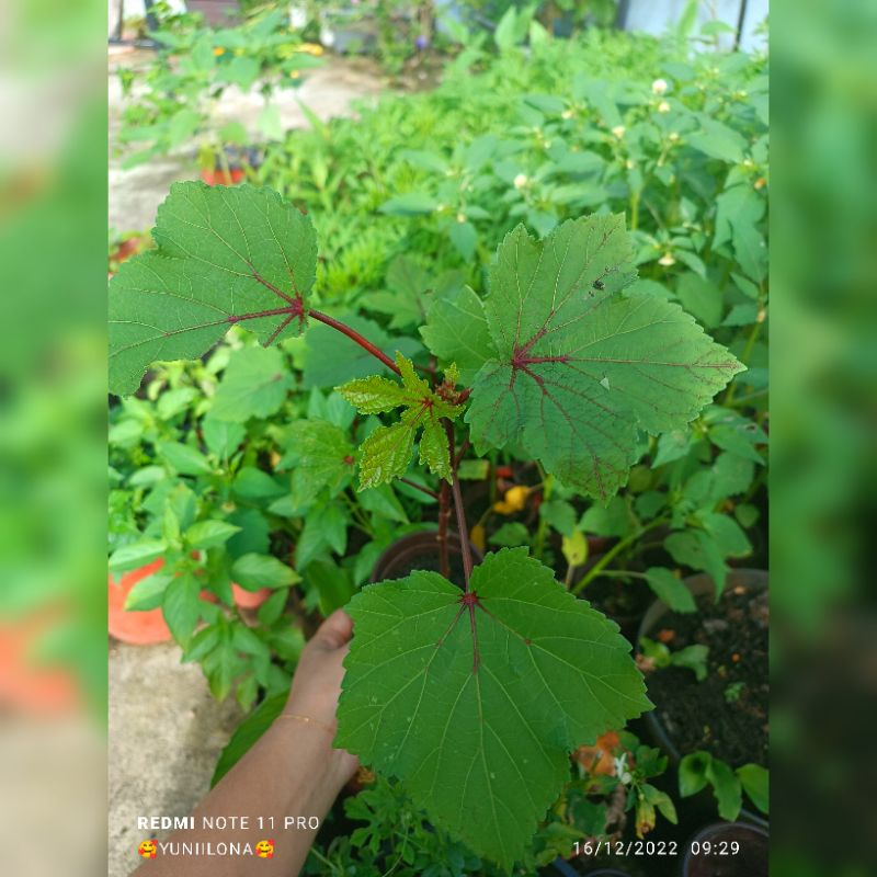 anak pokok bendi merah | Shopee Malaysia