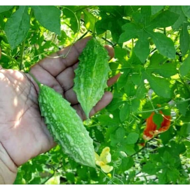 anak pokok peria katak | Shopee Malaysia