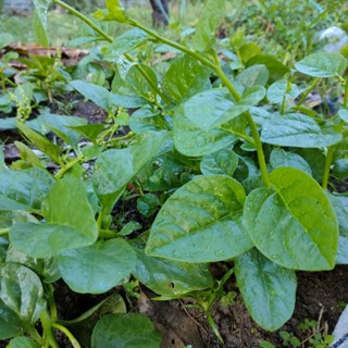 Benih Bayam Malabar Hijau / Pucuk Mayong / Remayung / Sayur Raja ...