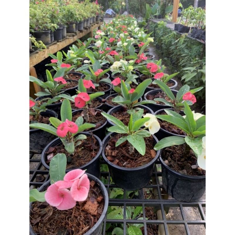 Anak pokok bunga mahkota duri pelbagai warna | Shopee Malaysia