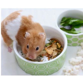 makanan hamster /tikus - hamster food ( premium -clean and healthy food ...