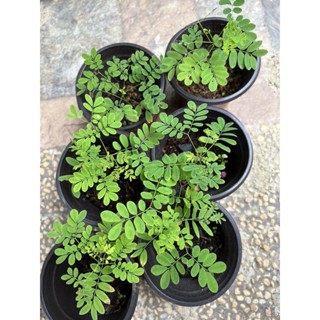 Anak Pokok Semarak Api (Merah) / Pokok Bunga Merak | Shopee Malaysia