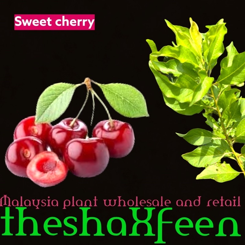 Pokok ceri manis theshaxfeen | Shopee Malaysia