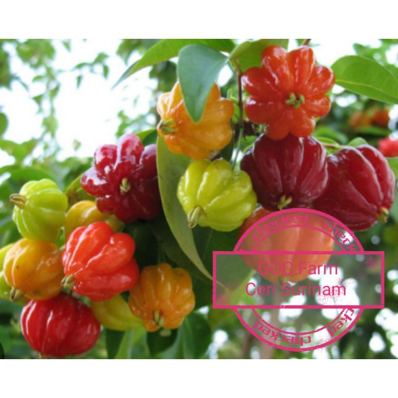 Anak Pokok Ceri Surinam/Ceri Belanda/Cermai Merah/Cermai Mekah | Shopee ...