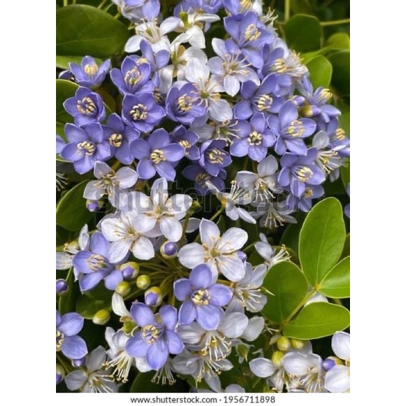 Pokok Bunga guaiacum officinale purple Bunga unggu real plant cantik ...