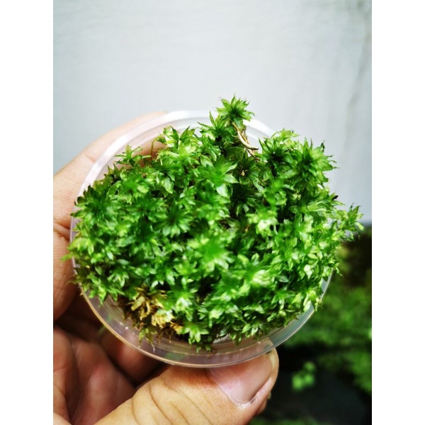 Umbrella moss, Rhodobryum Giganteum, paludarium moss,rare moss ...