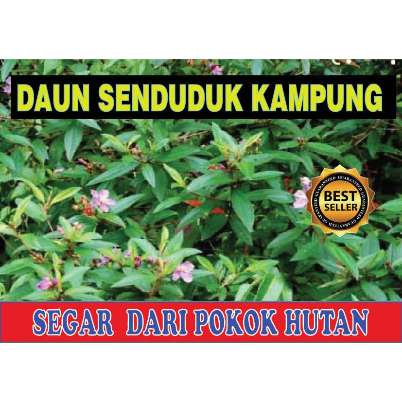 DAUN SENDUDUK KAMPUNG (100 HELAI > + - 150 GRAM) | Shopee Malaysia