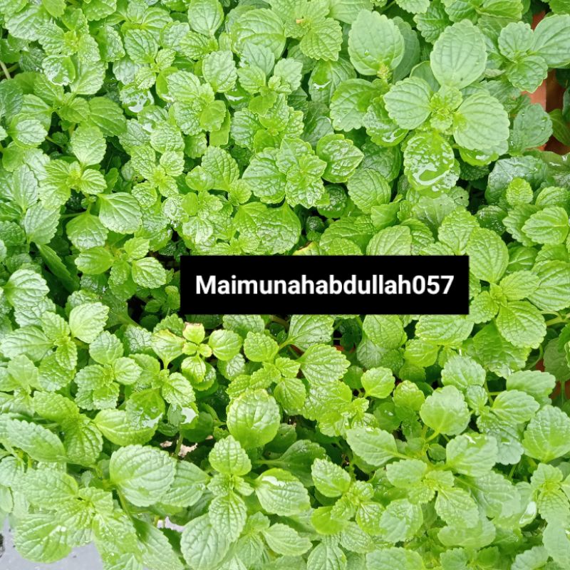 Keratan Batang Ubi Kemili/Ubi Keling/Kentang Jebut | Shopee Malaysia