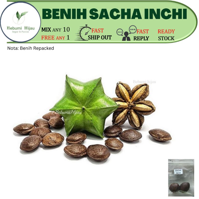 2 biji benih Sacha inchi seeds kacang gunung Plukenetia volubilis ...