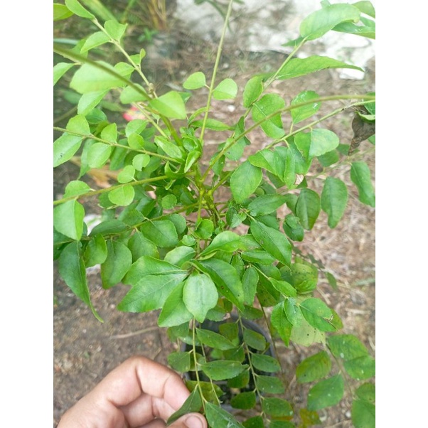 Pokok Kari / Curry Plant | Shopee Malaysia