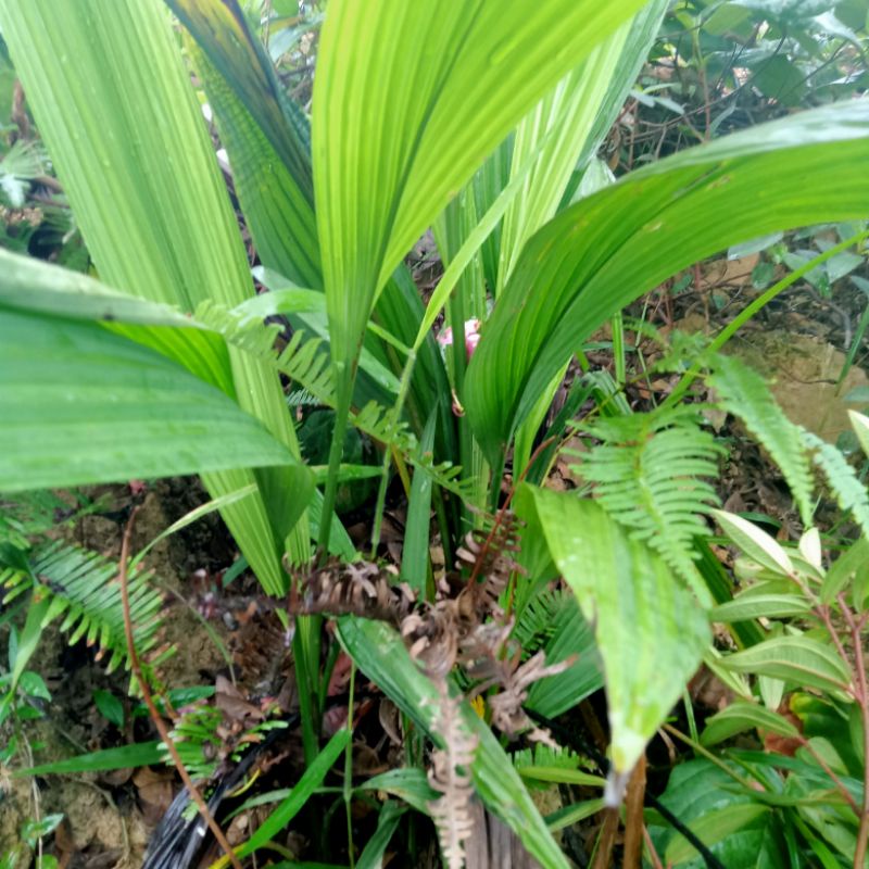 Pokok Lemba Herba Dari Kebun. | Shopee Malaysia