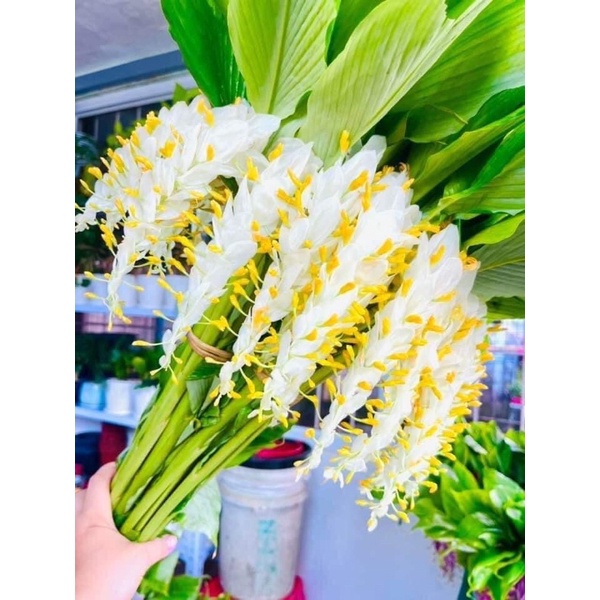 Pokok dancing lady Bunga putih white flower dancing lady real plant ...