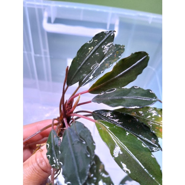 bucephalandra black pink | Shopee Malaysia