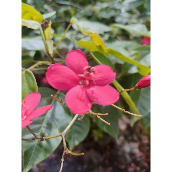Pokok gambir Sarawak berbunga sepanjang tahun | Shopee Malaysia