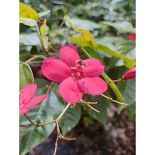 Pokok gambir Sarawak berbunga sepanjang tahun | Shopee Malaysia