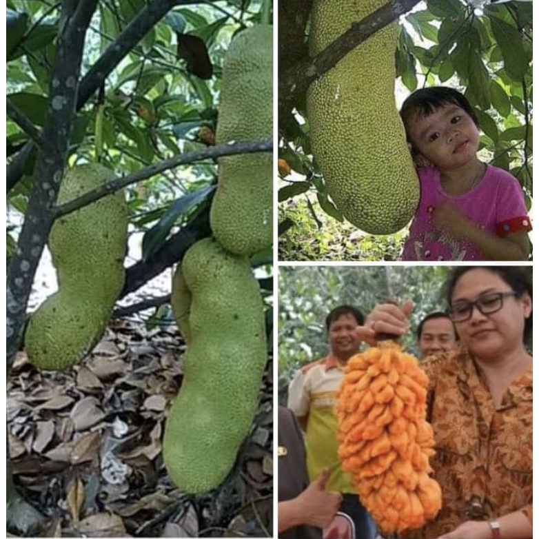 Anak Pokok Cempedak King | Shopee Malaysia