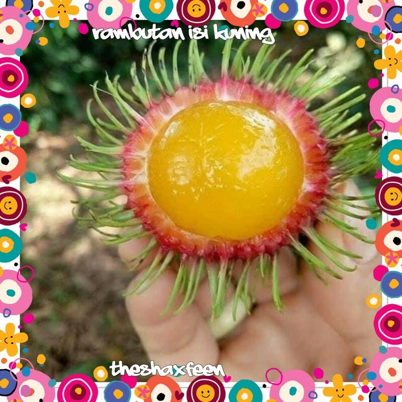 Pokok rambutan isi kuning theshaxfeen | Shopee Malaysia
