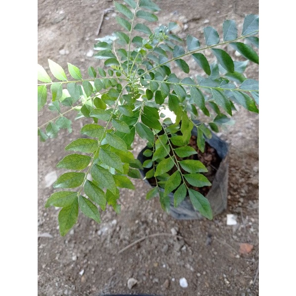 Anak Pokok Kari Masakan I Curry Leaf I Murraya Koenigii | Shopee Malaysia