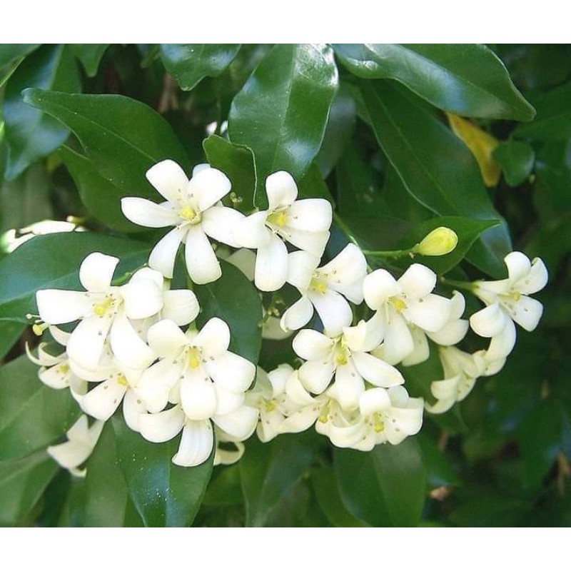 Kemuning Kampung Pokok Bunga Wangi | Shopee Malaysia