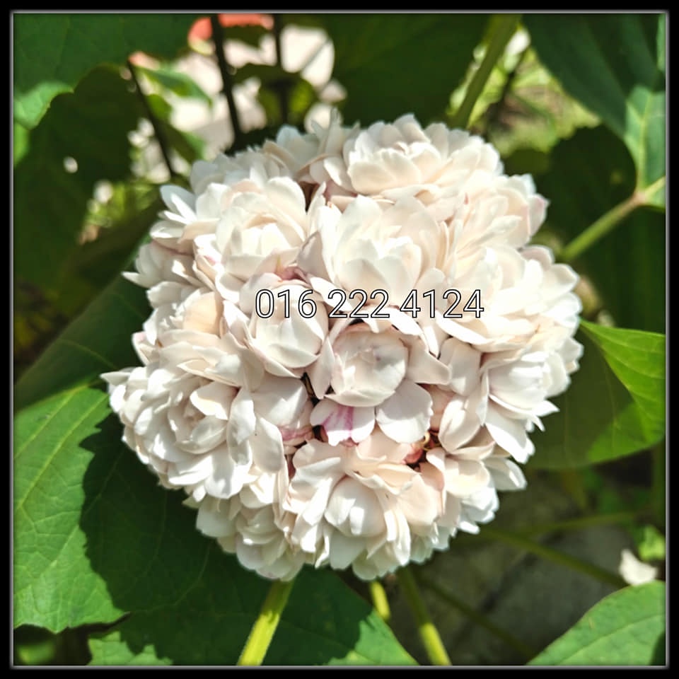 Anak Pokok Melur Jawa/Melur Hutan/ Clerodendrum philippinum | Shopee ...