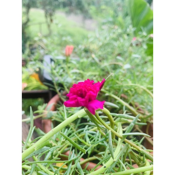 Bunga Rose Jepun(Random Colour) | Shopee Malaysia