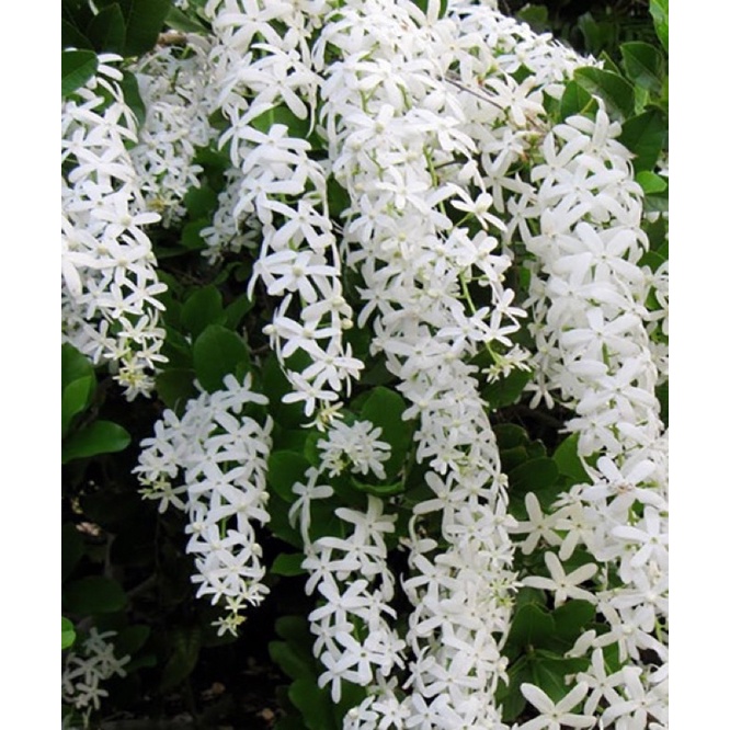 Pokok Bunga Sandpaper Vine Putih SAIZ XXL / White Sandpaper Vine Plant ...