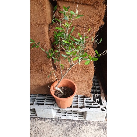 Pokok Zaitun (Olive) | Shopee Malaysia