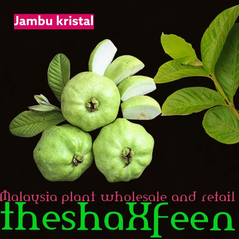 Pokok jambu batu kristal theshaxfeen | Shopee Malaysia